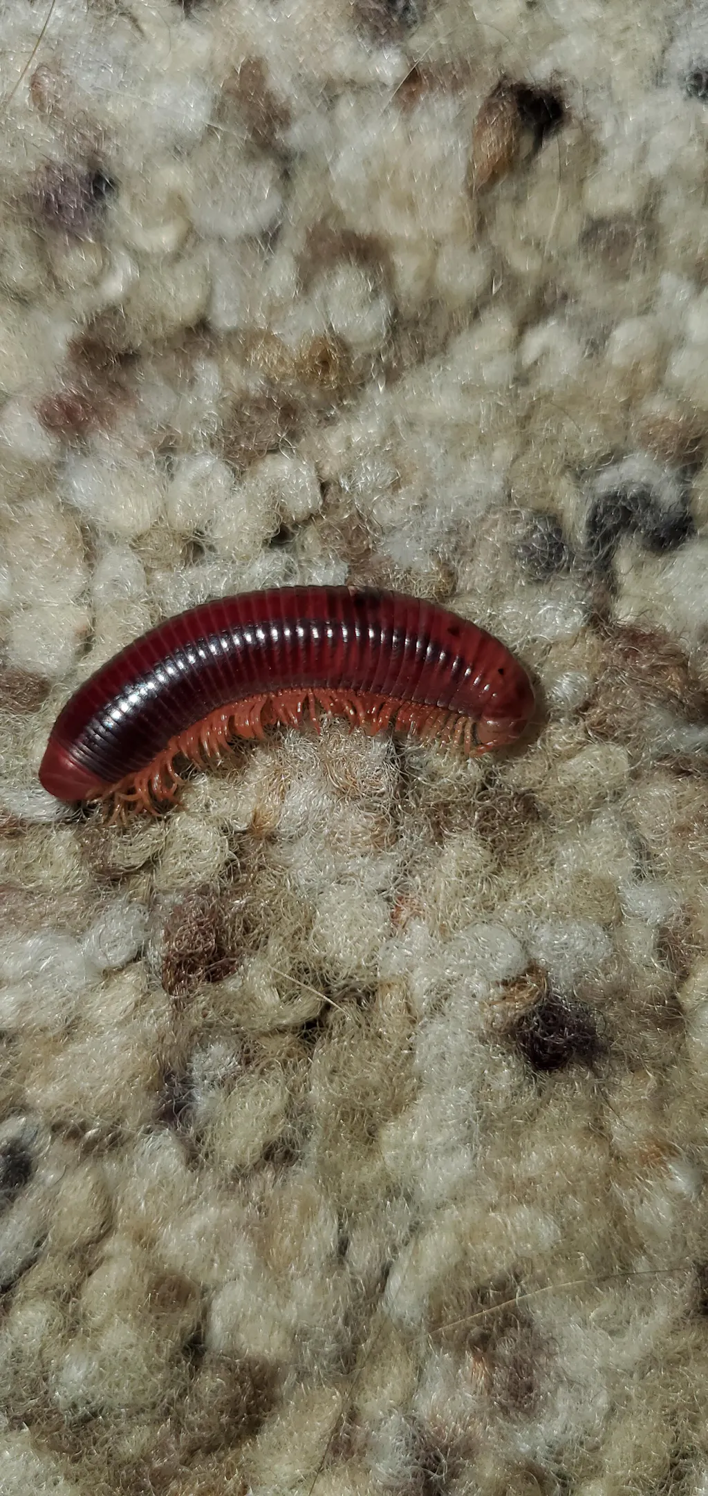 Fire Red Millipedes – The World of Isopods