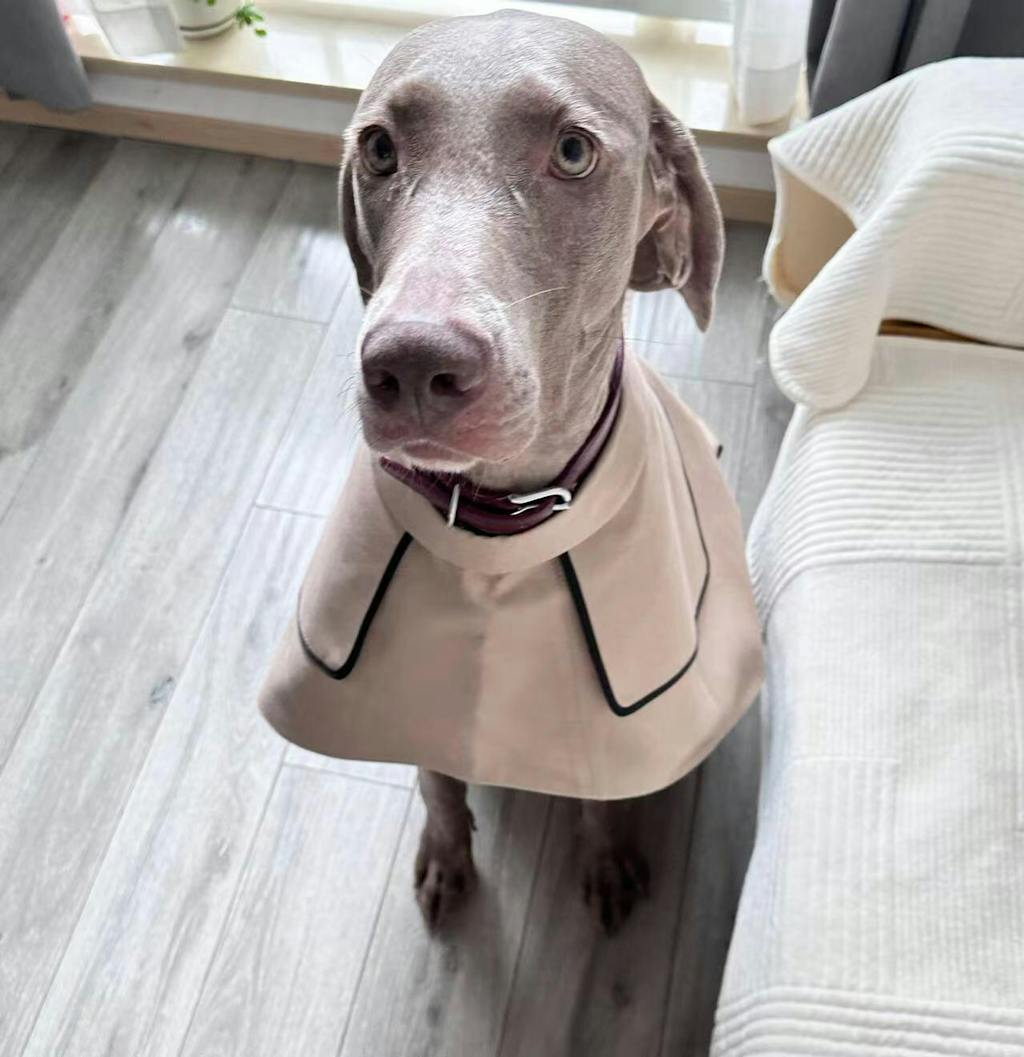 Obine Trench Coat | Premium Trench Coat for Dogs – BONDIR