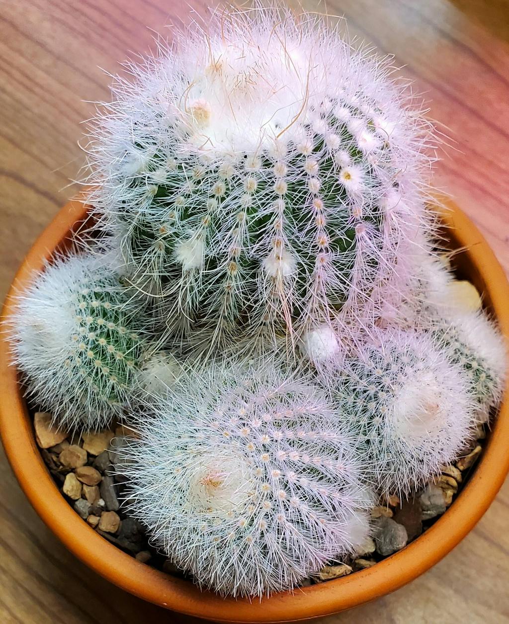 Parodia scopa / Silver Ball Cactus (4 inch) – Thenextgardener