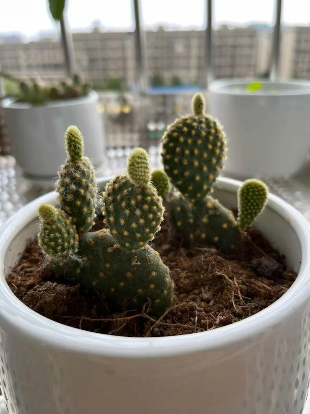 Opuntia microdasys albata 'Bunny Ears' (4 inch) – Thenextgardener