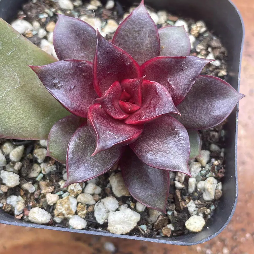 Echeveria 'Red Rose' | THE NEXT GARDENER – Thenextgardener