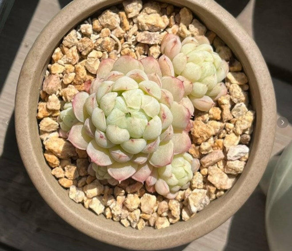 Echeveria 'Ball of Fat' | THE NEXT GARDENER – Thenextgardener
