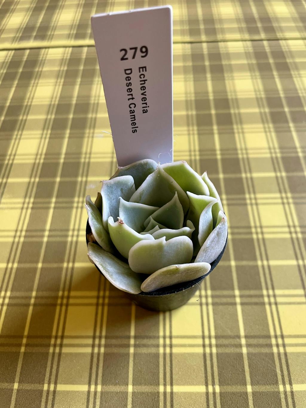 Echeveria Desert Camels Rare Succulent | THE NEXT GARDENER ...