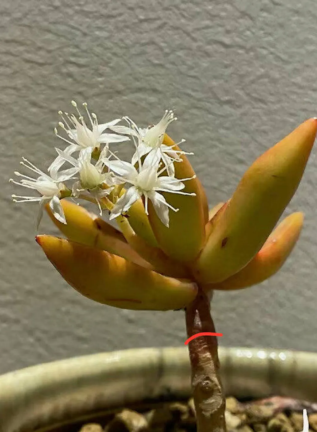 Sedum Adolphi (Golden Sedum) | The Next Gardener – Thenextgardener