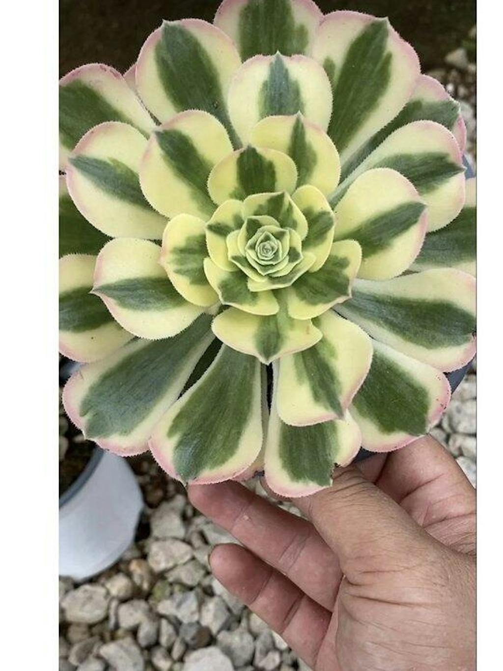 Aeonium Maybach (4 inch) | THE NEXT GARDENER – Thenextgardener