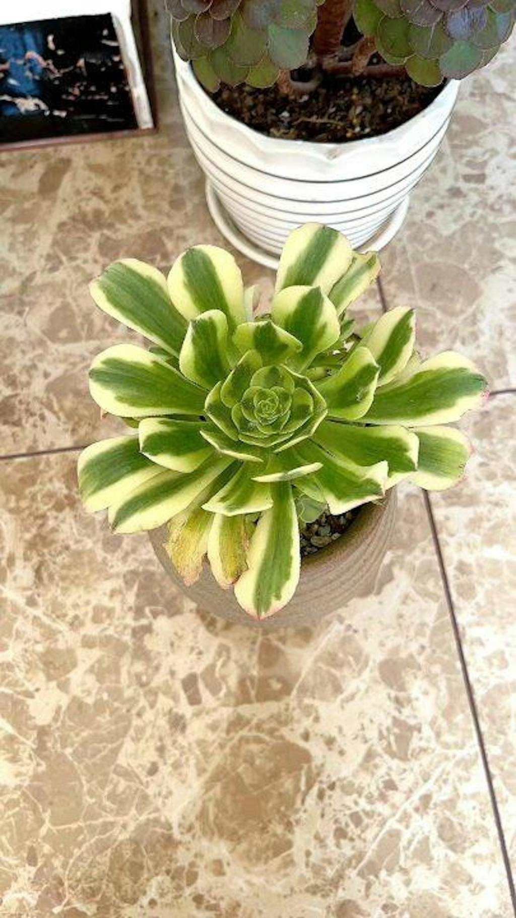 Aeonium Maybach (4 inch) | THE NEXT GARDENER – Thenextgardener