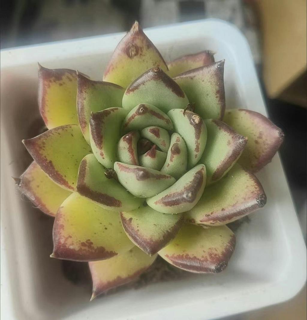 Echeveria Agavoides Halloween | THE NEXT GARDENER – Thenextgardener