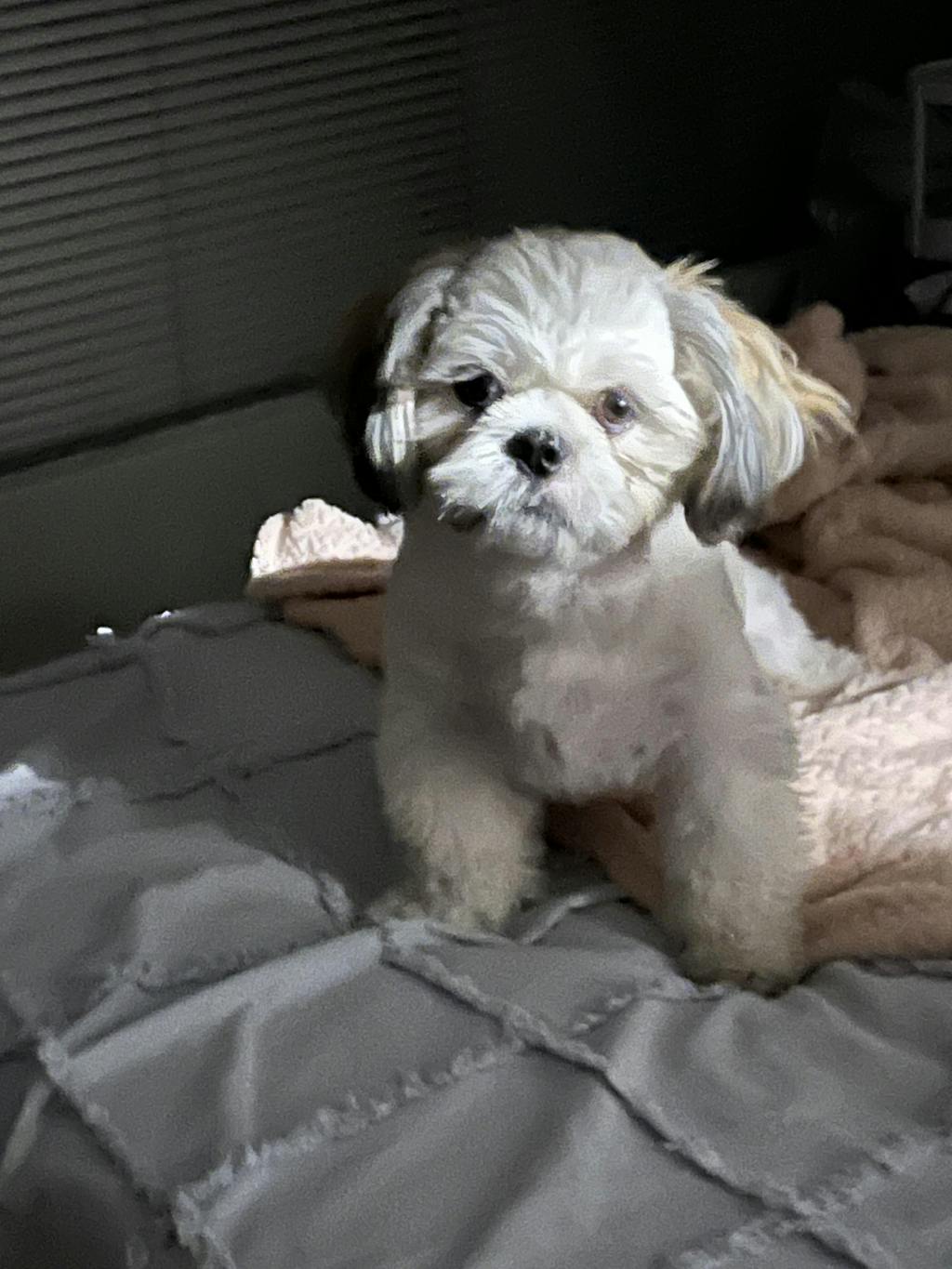 The Paw Grocer Peanut Butter Bed Time Bikkies - 150 grams – thepawgrocer