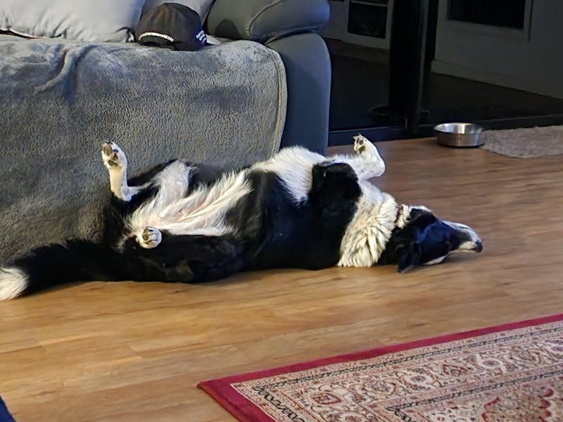 The Paw Grocer treats for dogs and cats – thepawgrocer