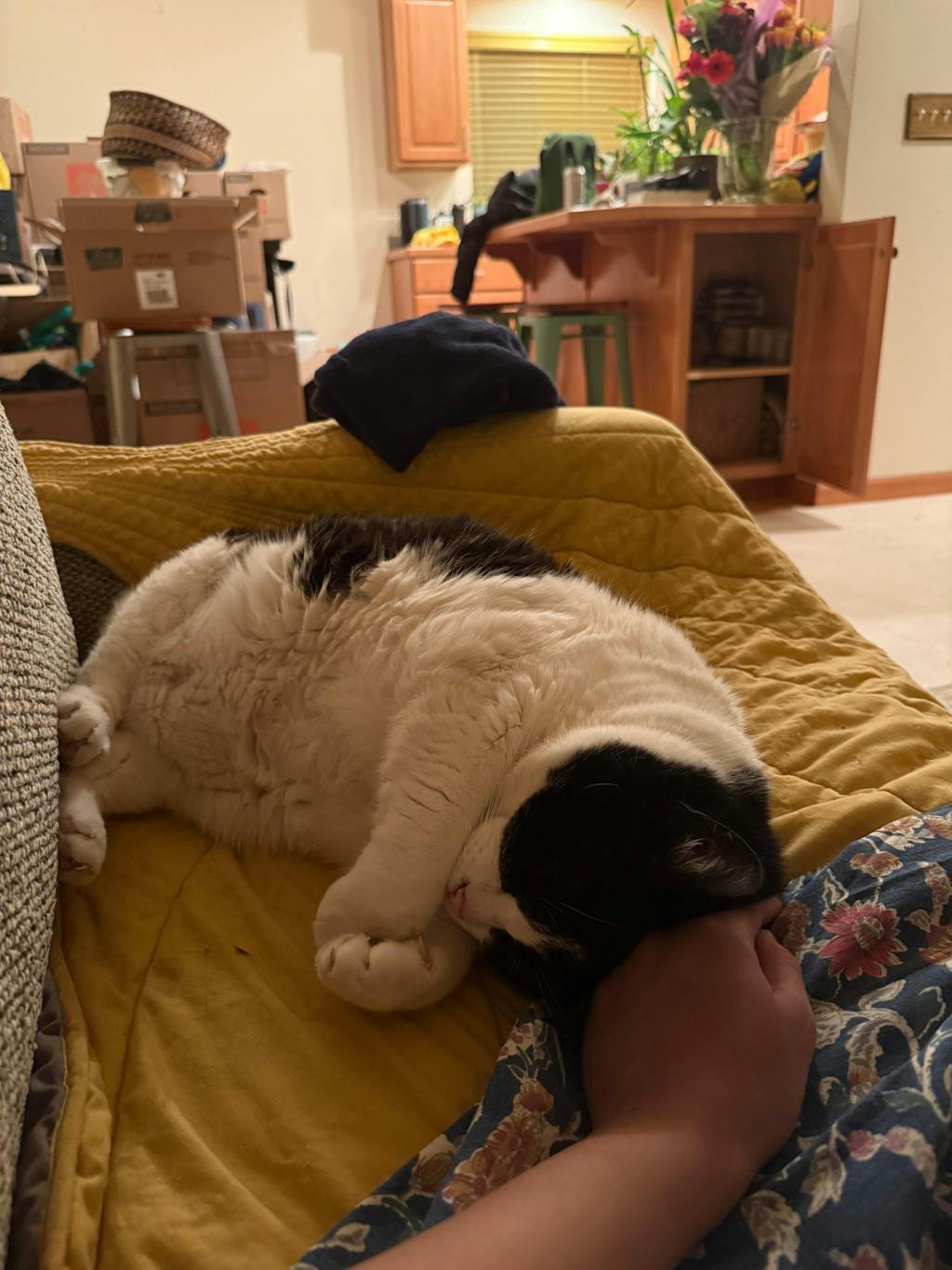 TheraPet Cat Diffuser – TheraPetMD