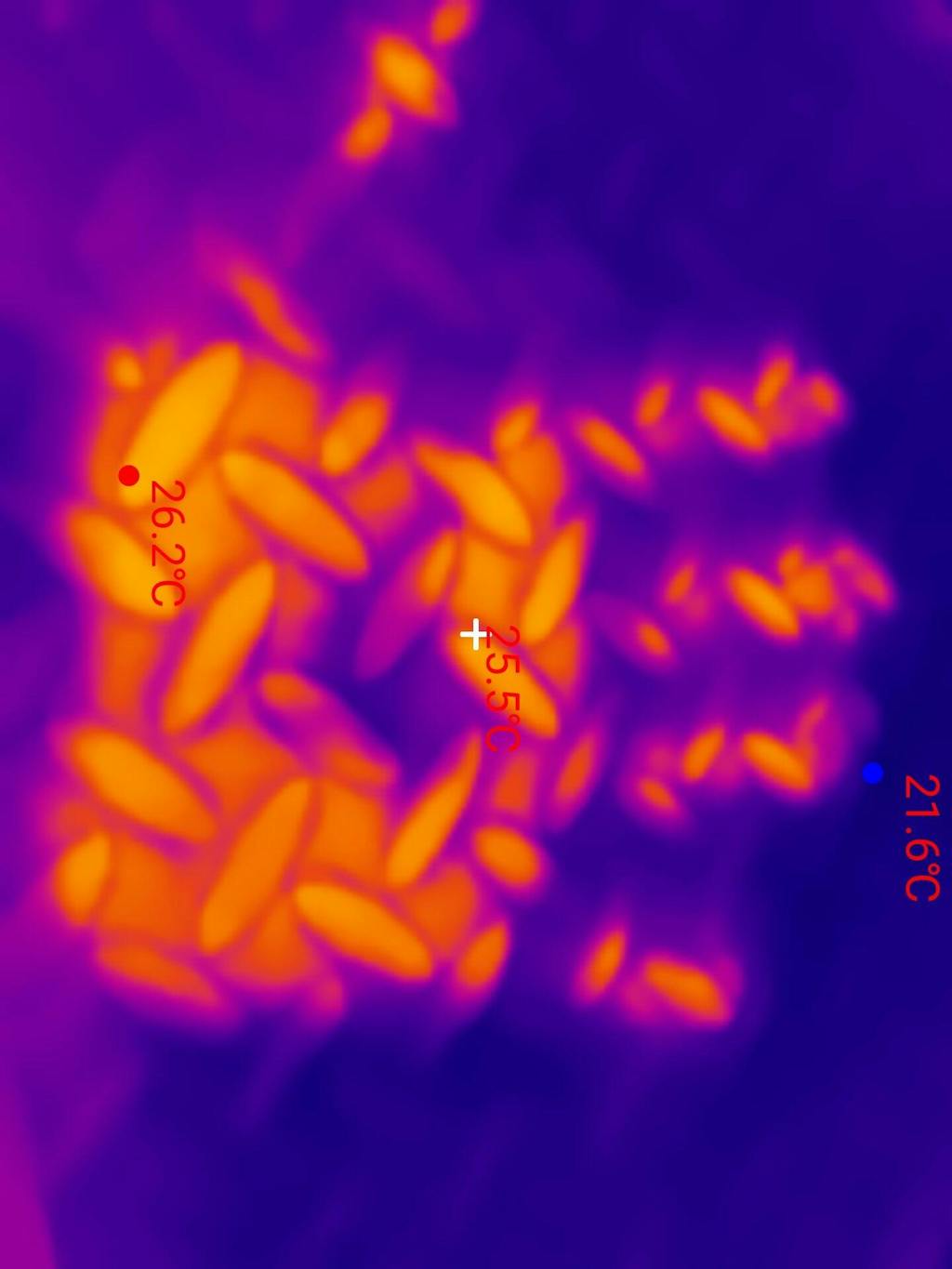 PCB Thermal Camera - Thermal Master P3 | PCB Master