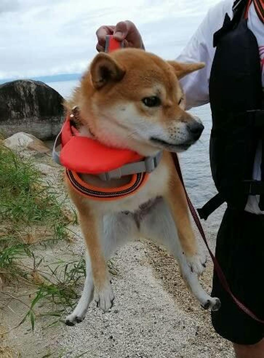 Dog Life Jacket & Vest for Swimming With Chin Float | ThinkPet