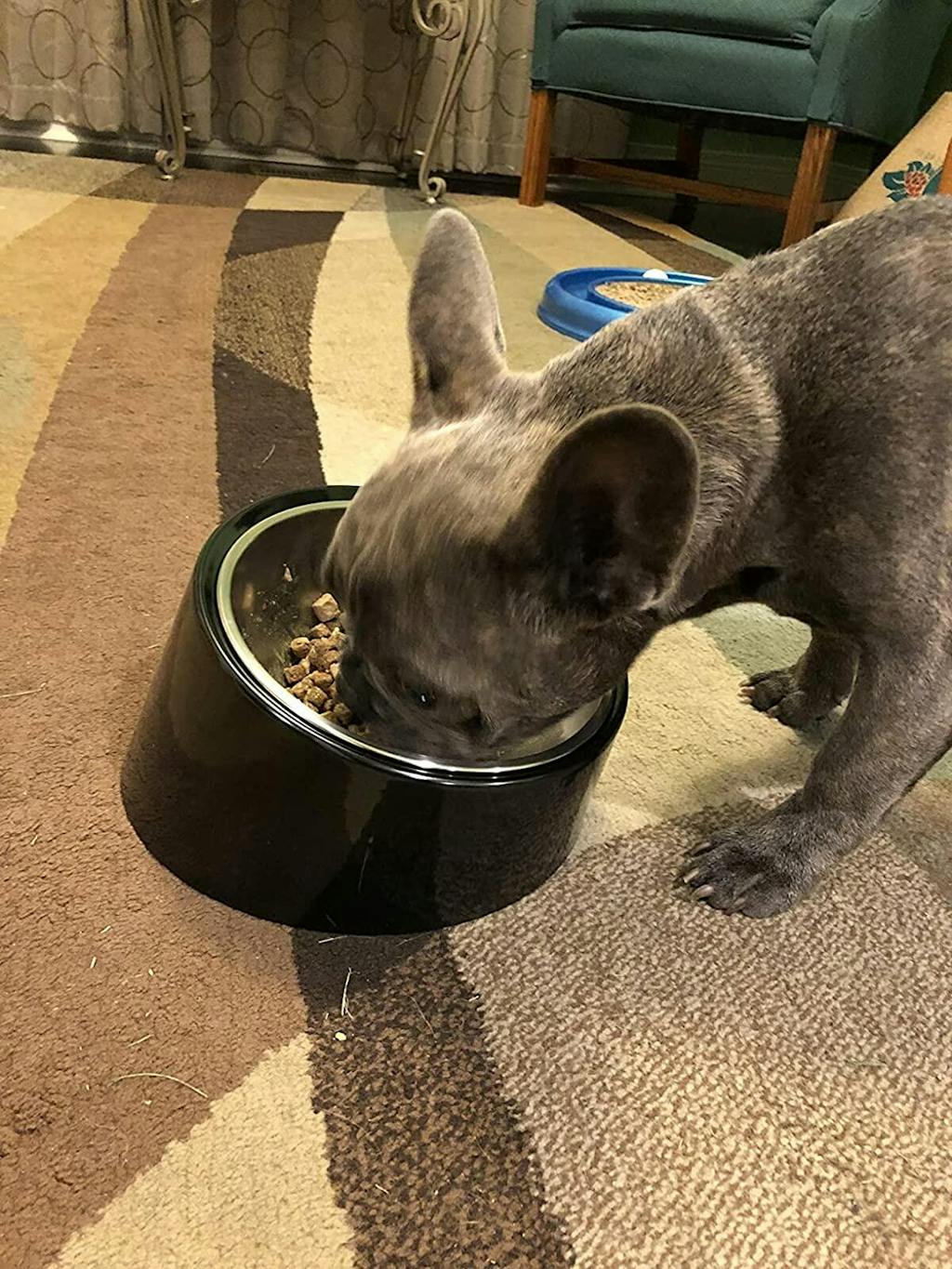 Slanted Dog Bowl - ZEROMESS - Tilted Pet Feeder - For Dogs & Cats | SU ...