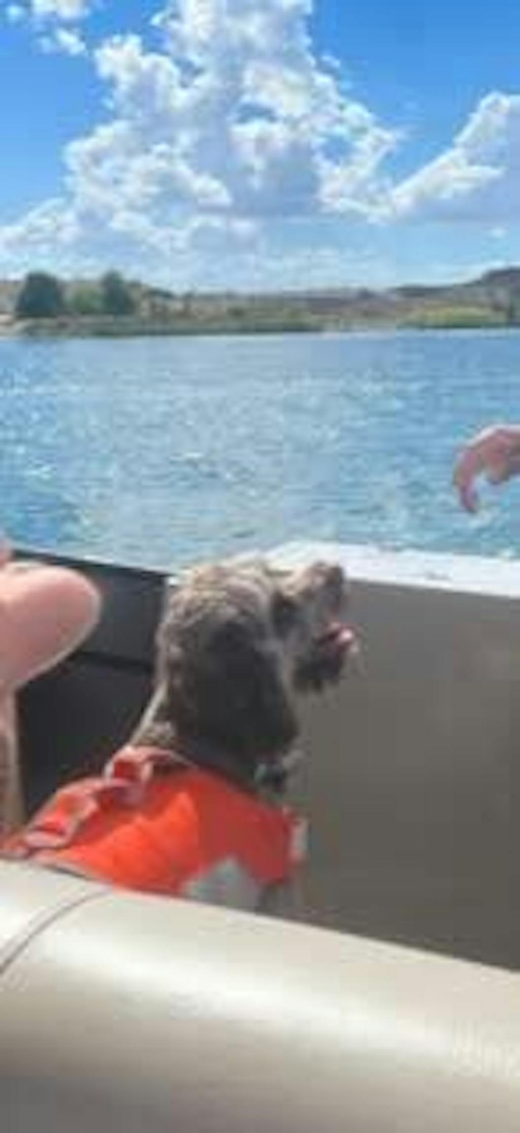 Dog Life Jacket & Vest for Swimming With Chin Float | ThinkPet