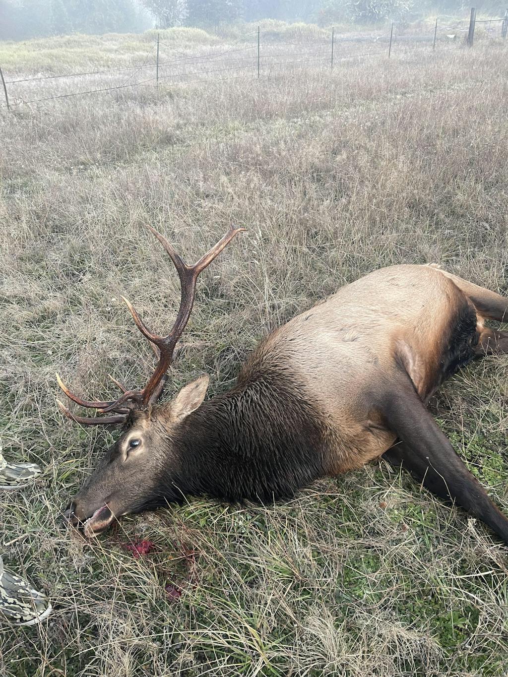 Thor™ Hammer 300 Grain Ballistic Tip - .50 Caliber – Thor Bullets