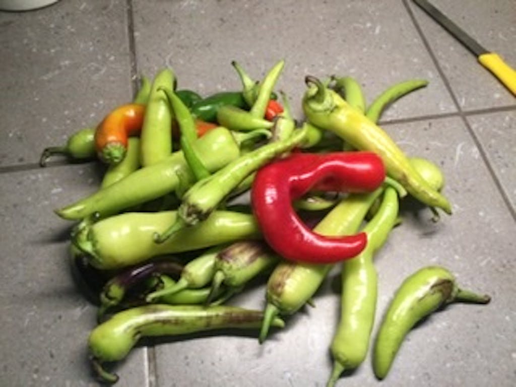 Dolmalik Biber Turkish Pepper - Thresh Seed Co.