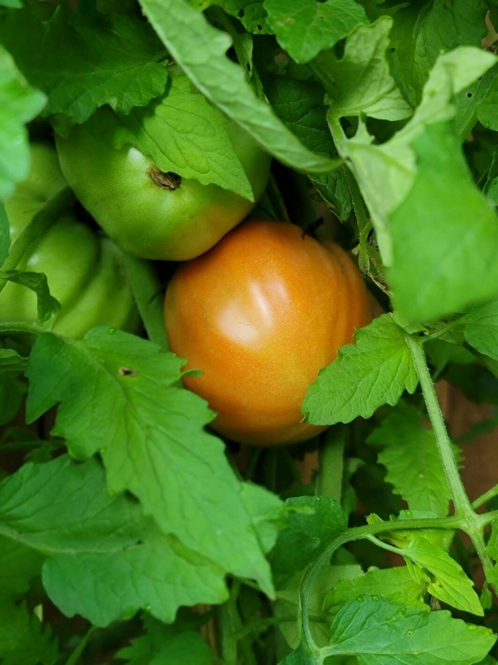 Italian Heirloom Tomato - Thresh Seed Co.