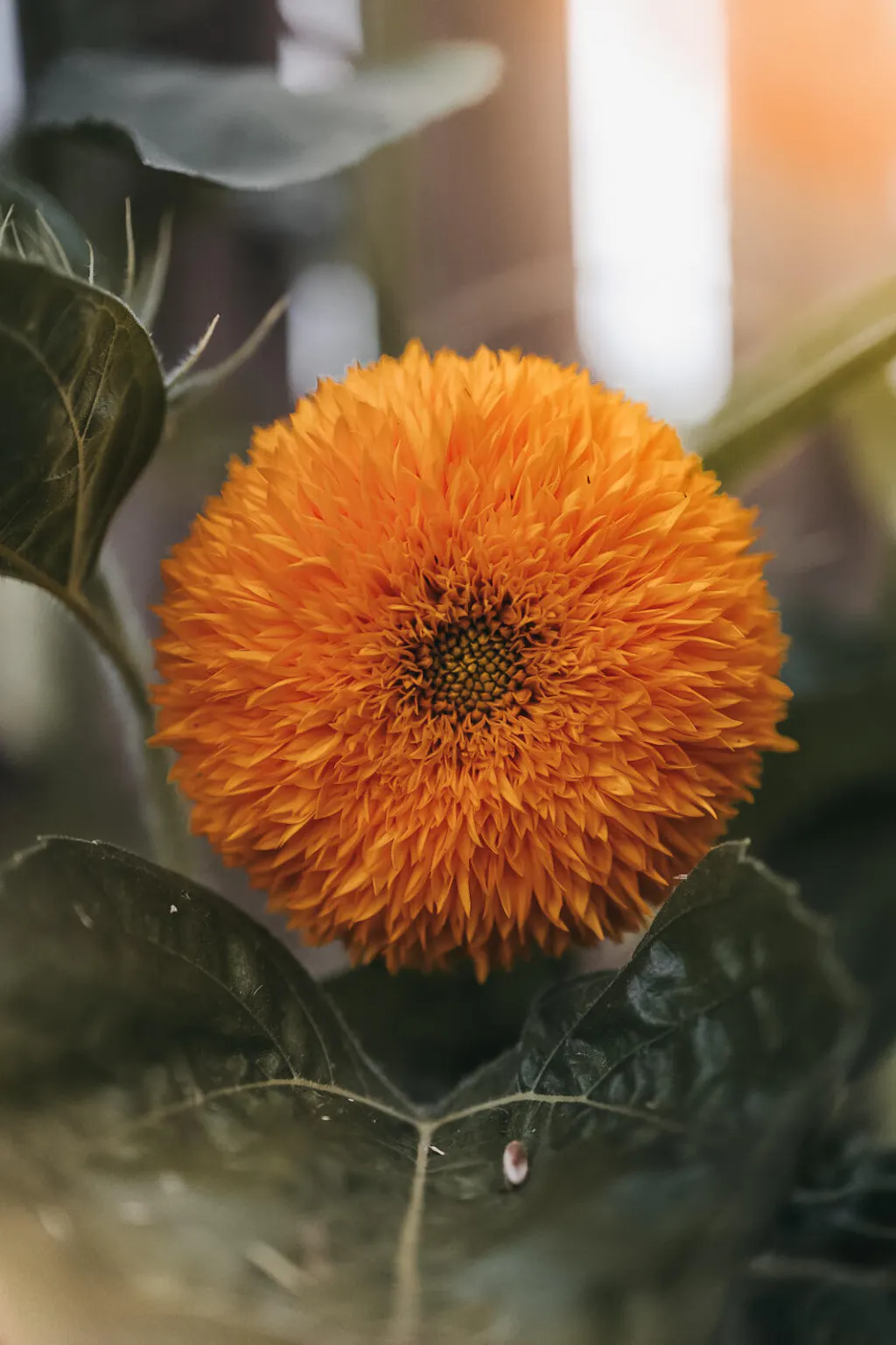 Teddy Bear Sunflower - Thresh Seed Co.