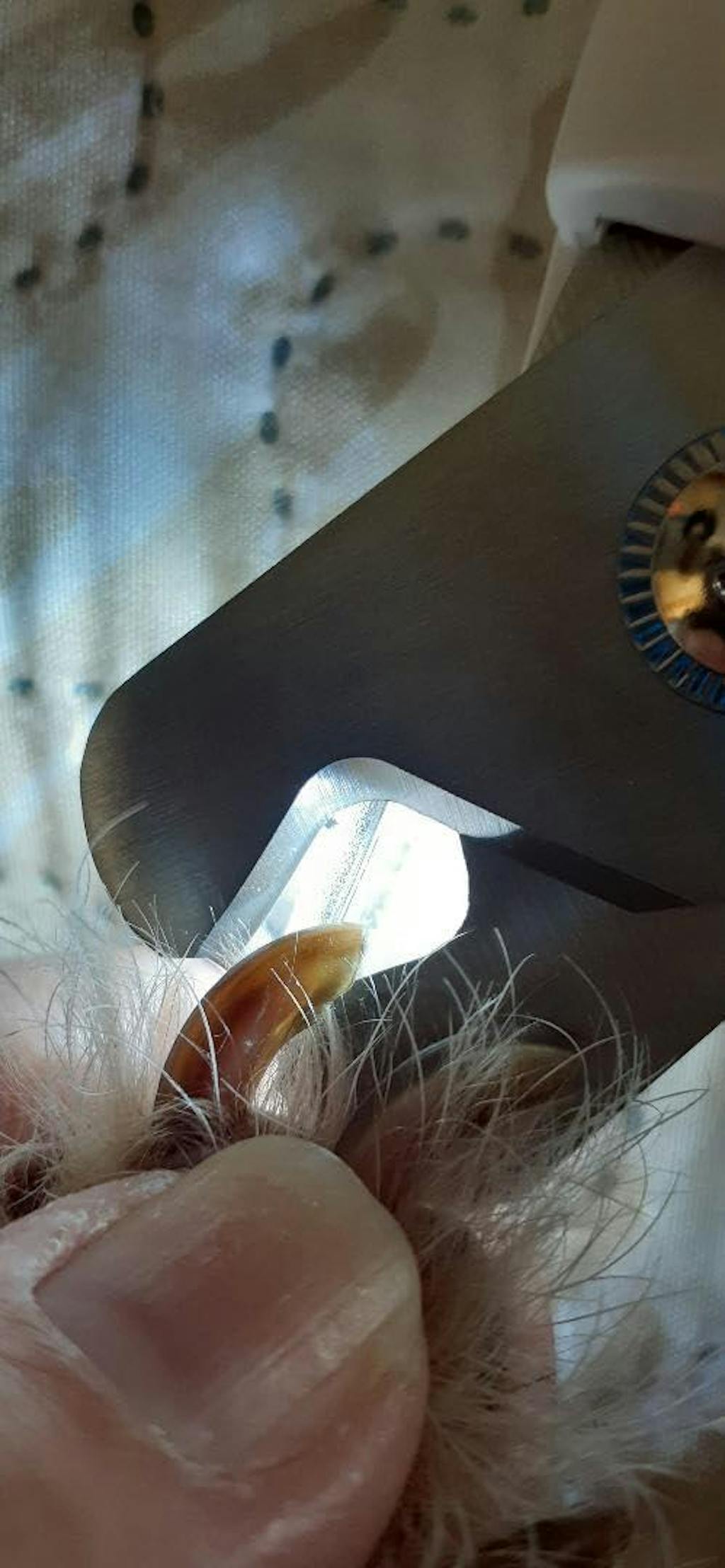 2in1 Lautloses Krallenzwick und -schleifgerät für Hunde – Leise, Wiede ...