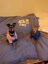 Tiny Chihuahua Shop - Cedric and Maya's Official Merch