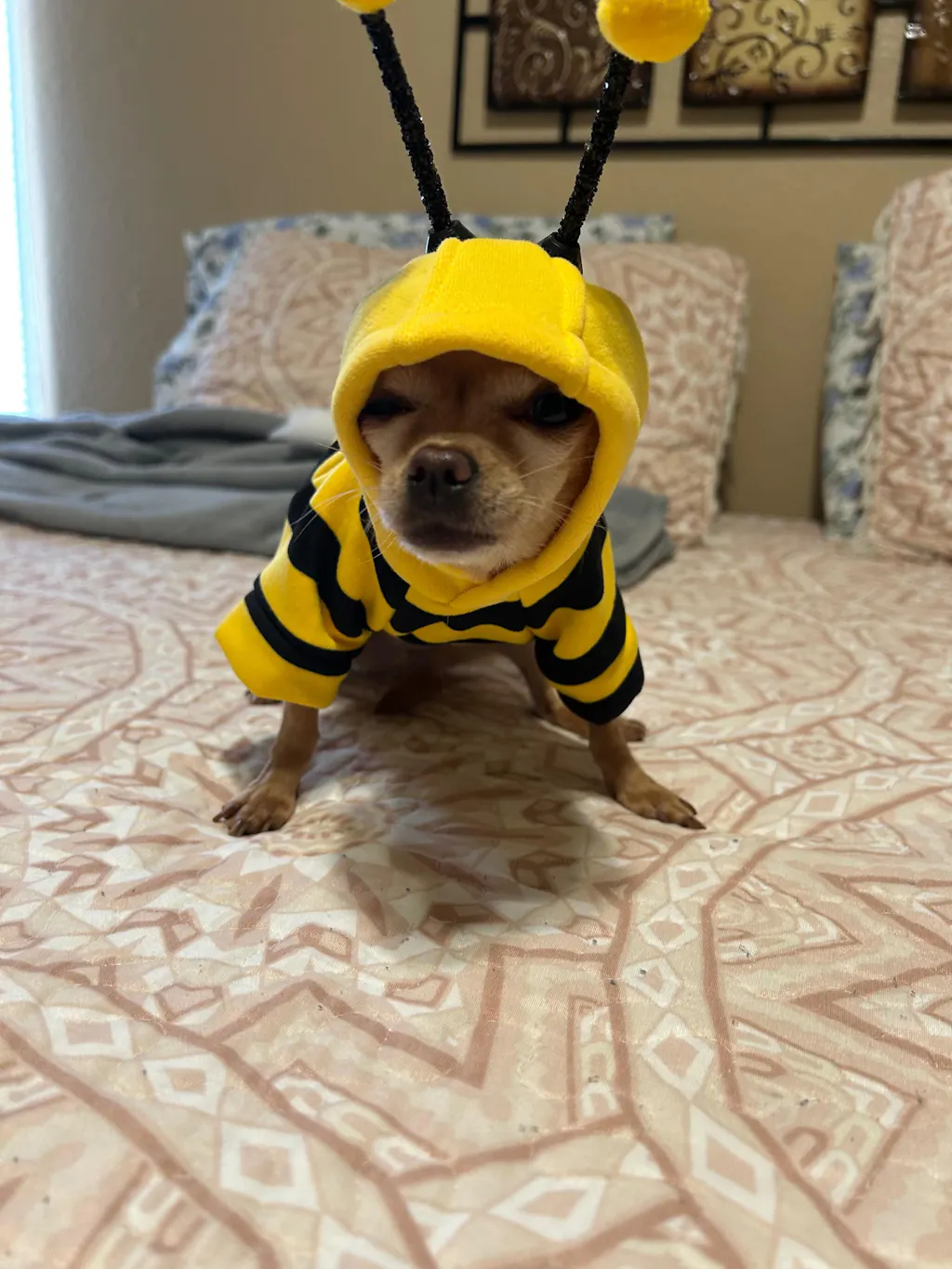 Dog Bee Costume for Small Dogs | Beedric's Adorable Bee Outfit