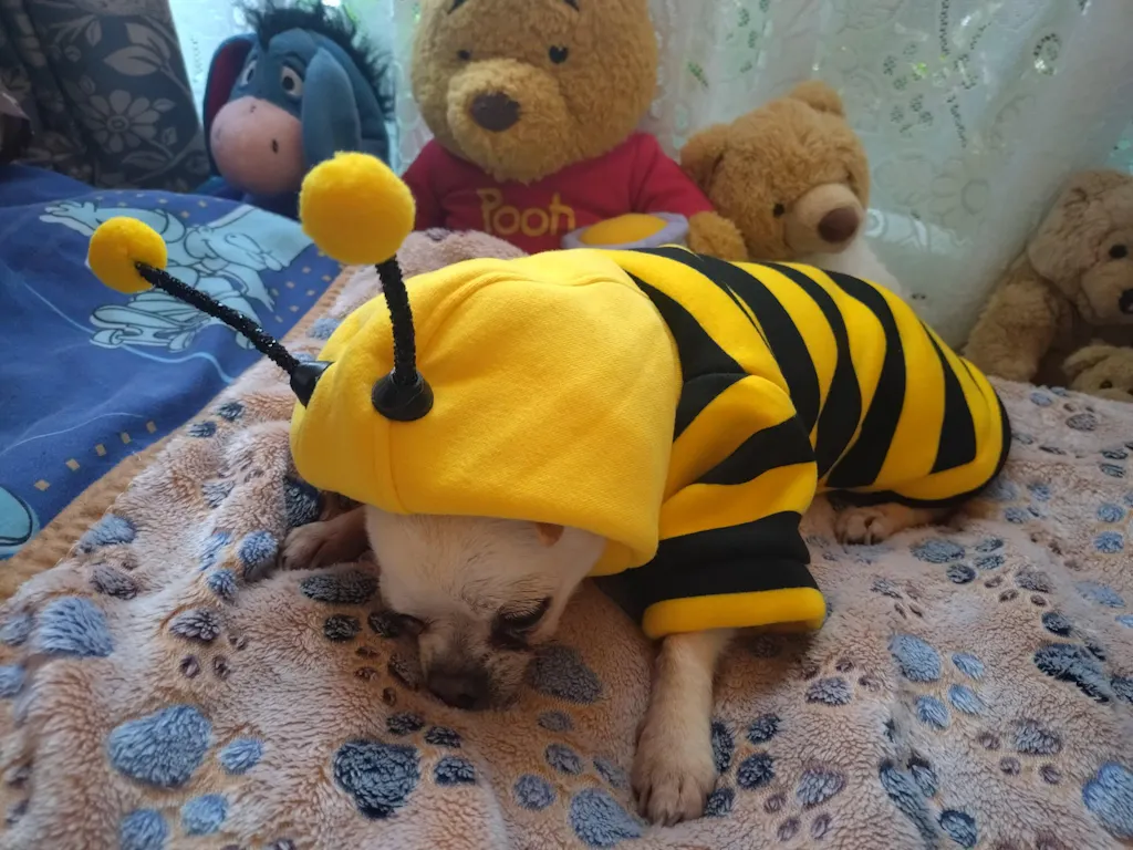 Dog Bee Costume for Small Dogs | Beedric's Adorable Bee Outfit