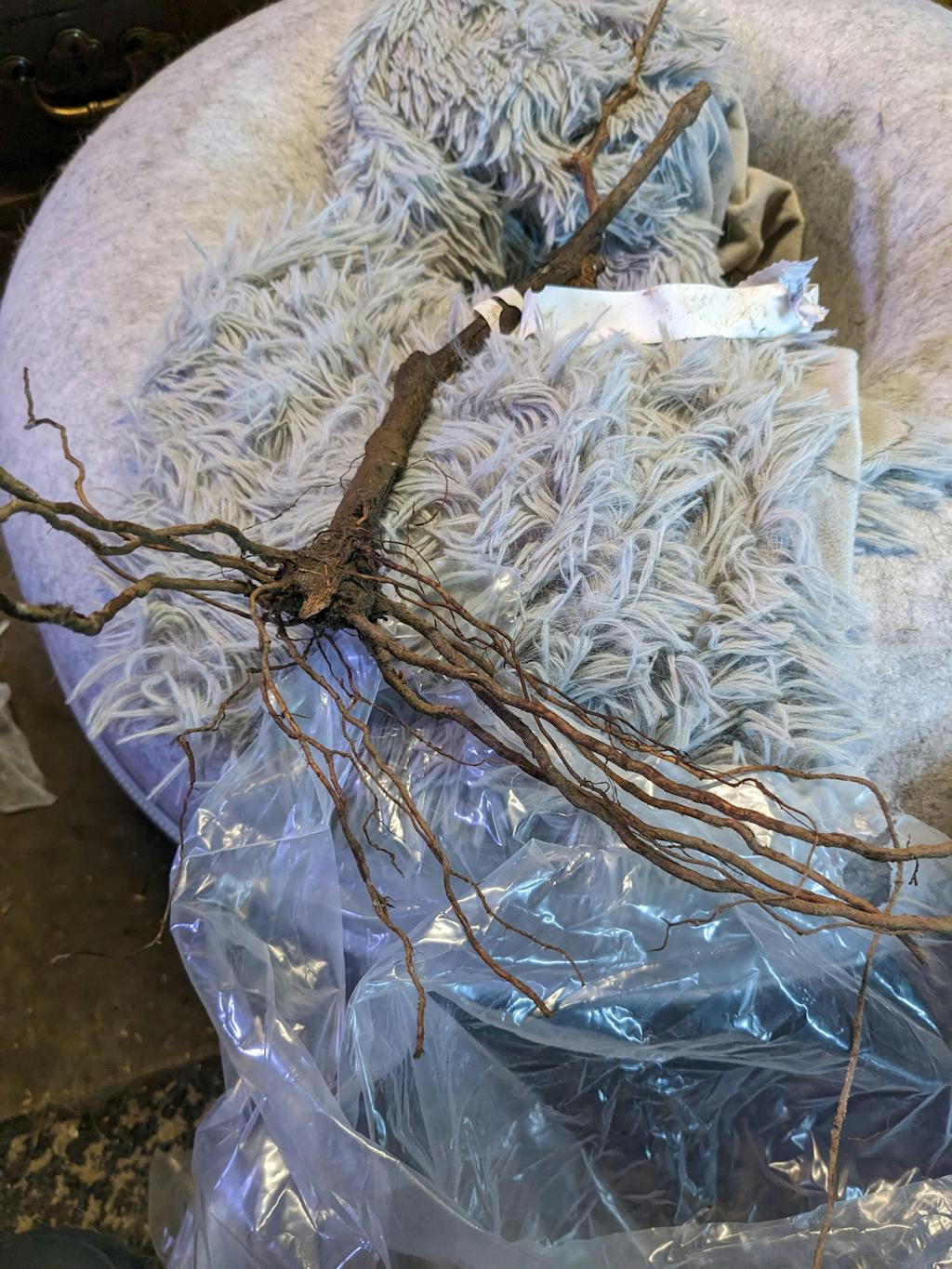 Black Raspberry Shrubs For Sale | Buy Rubus occidentalis – TN Nursery