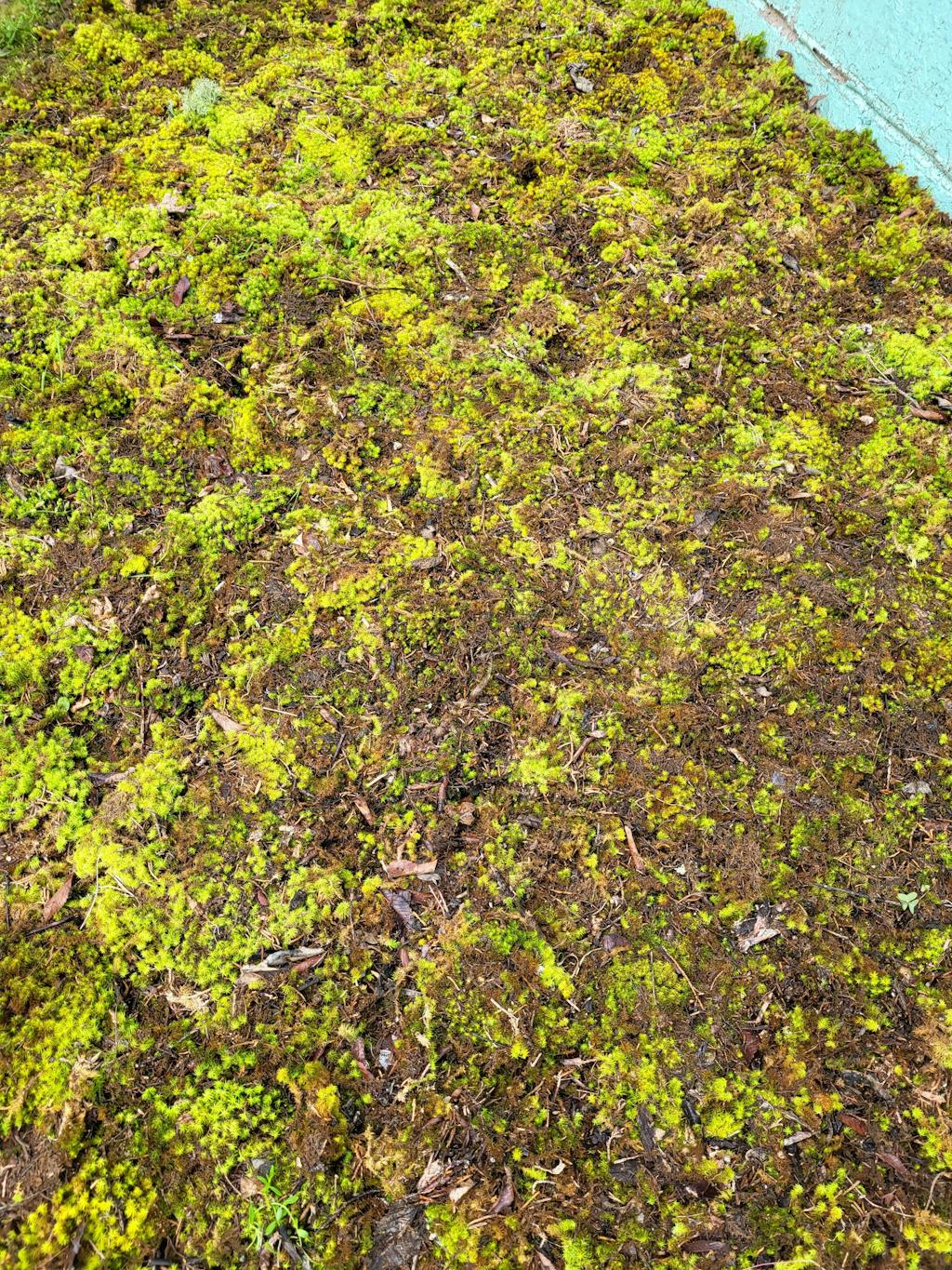 Buy Sheet Moss for Sale | TN Nursery – Fast Shipping & Quality