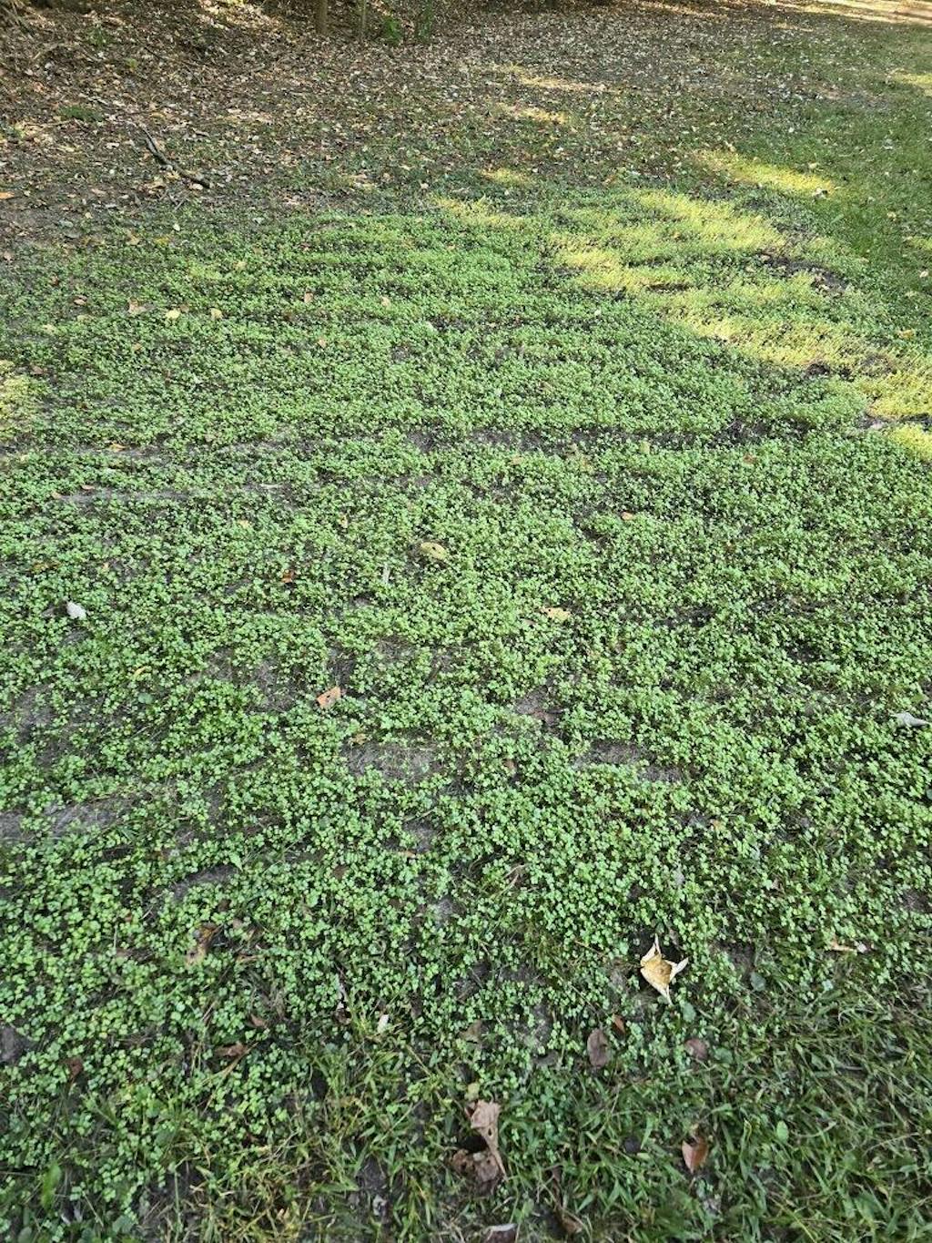 Fall Food Plot Mix – TnT Seed Company