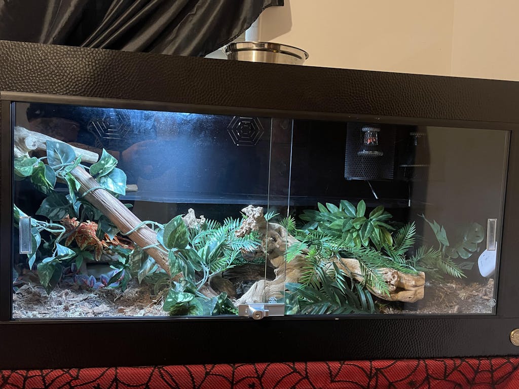 Royal Lounge | 4x2x2' Ball Python Enclosure Setup | Luxury Ball Python ...