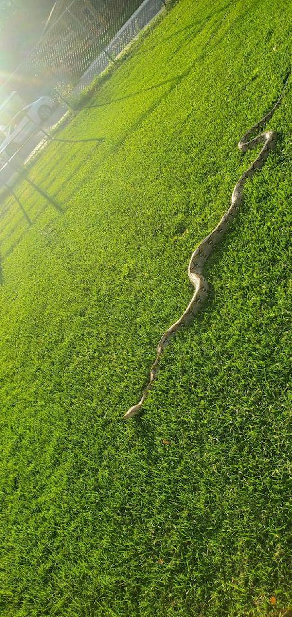 Lock| Reptile Cage Lock | Thumb Screw Lock – Toad Ranch