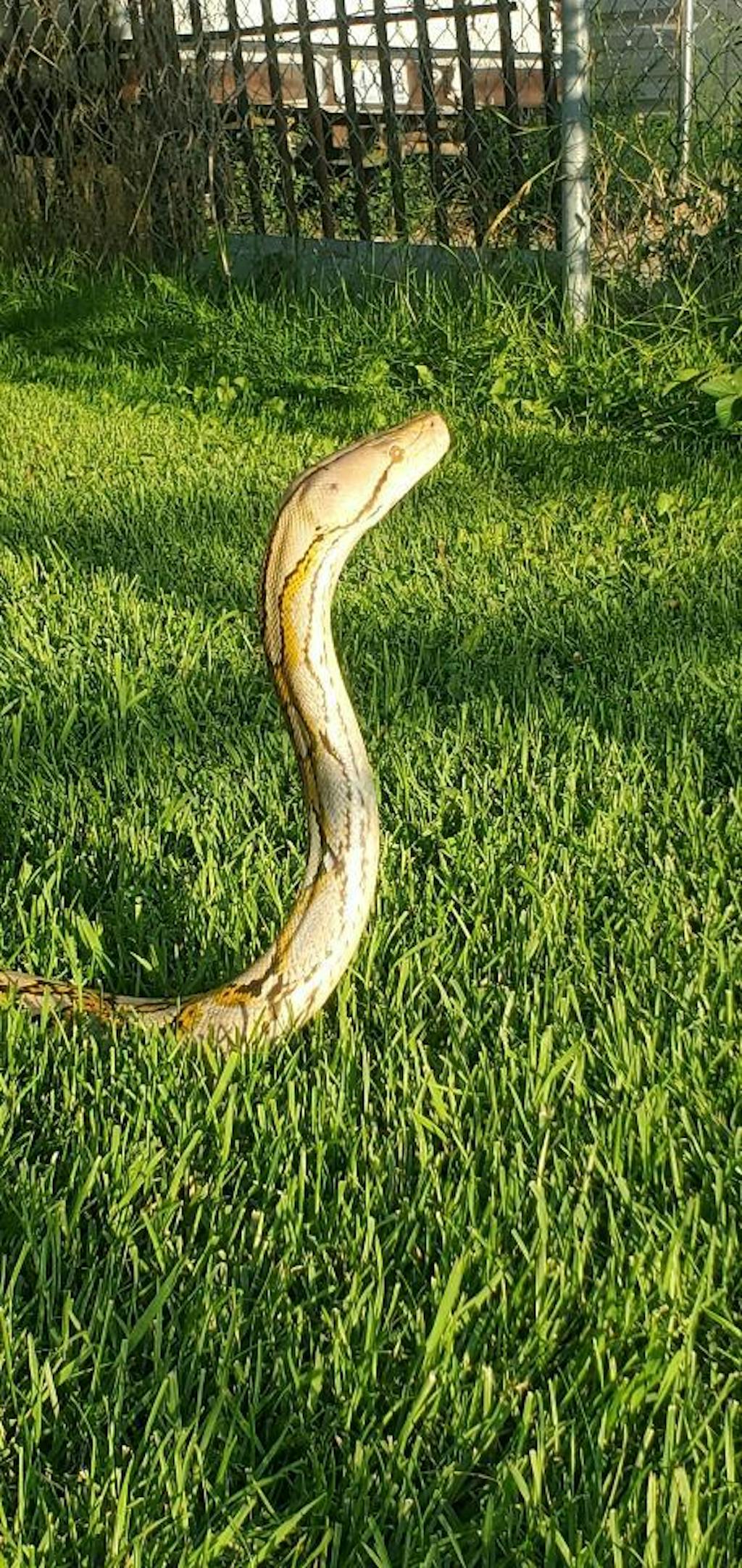 Lock| Reptile Cage Lock | Thumb Screw Lock – Toad Ranch