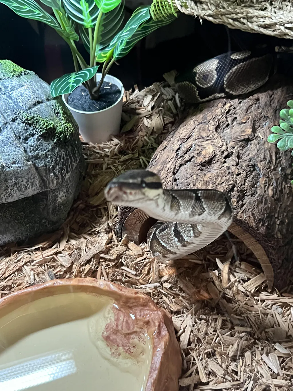 BC48 | 4'x2'x2' | Premium HDPE & PVC Reptile Enclosure | 4 Foot Luxury ...