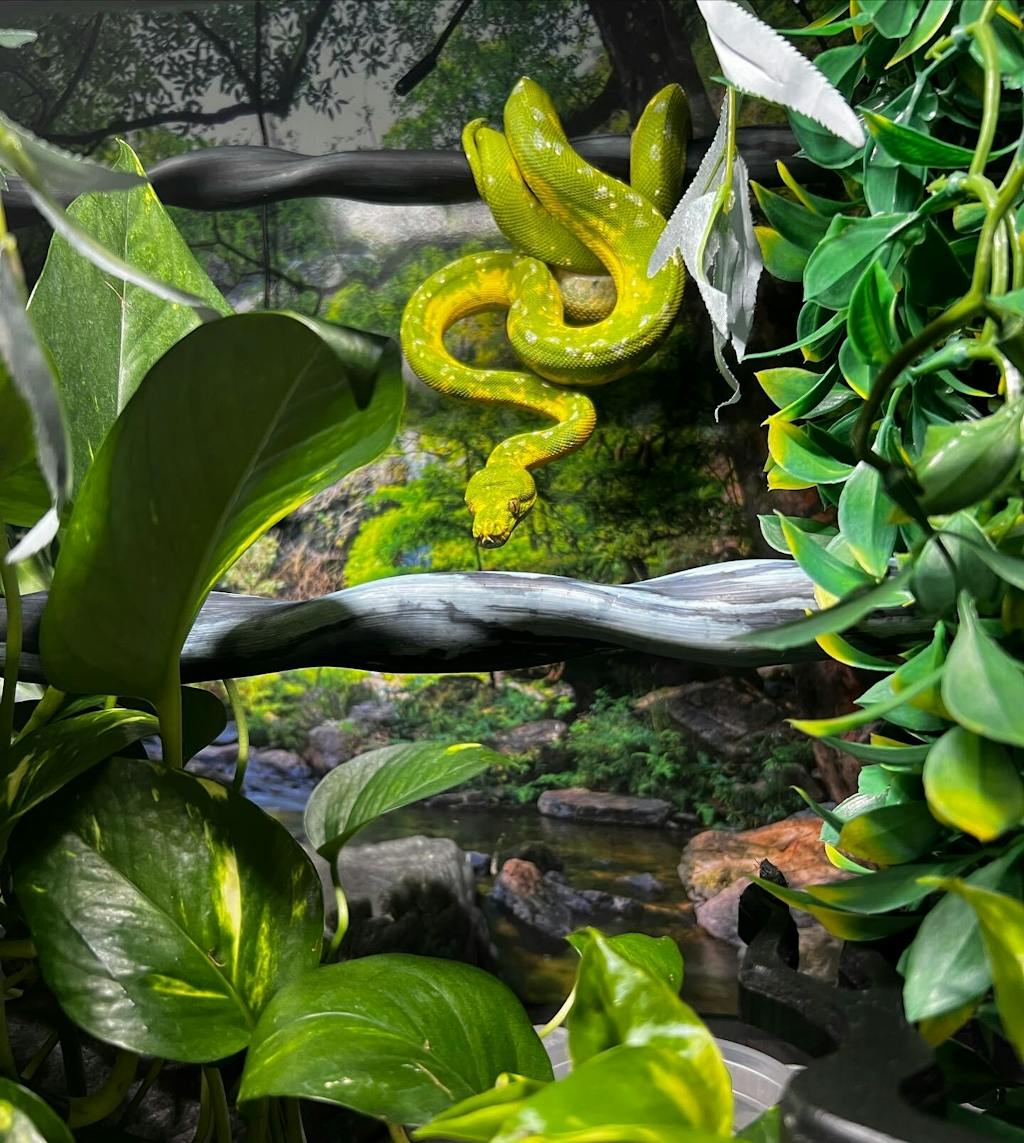 Thailand-Waterfall | Reptile Enclosure Backgrounds – Toad Ranch