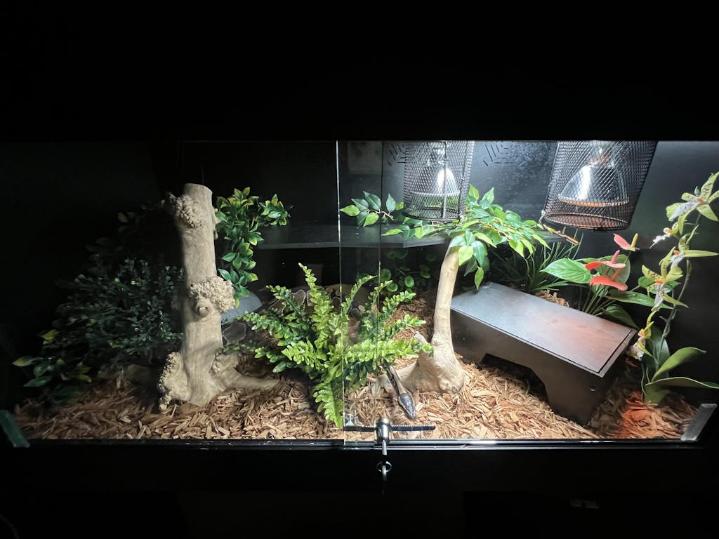 Royal Lounge | 4x2x2' Ball Python Enclosure Setup | Luxury Ball Python ...