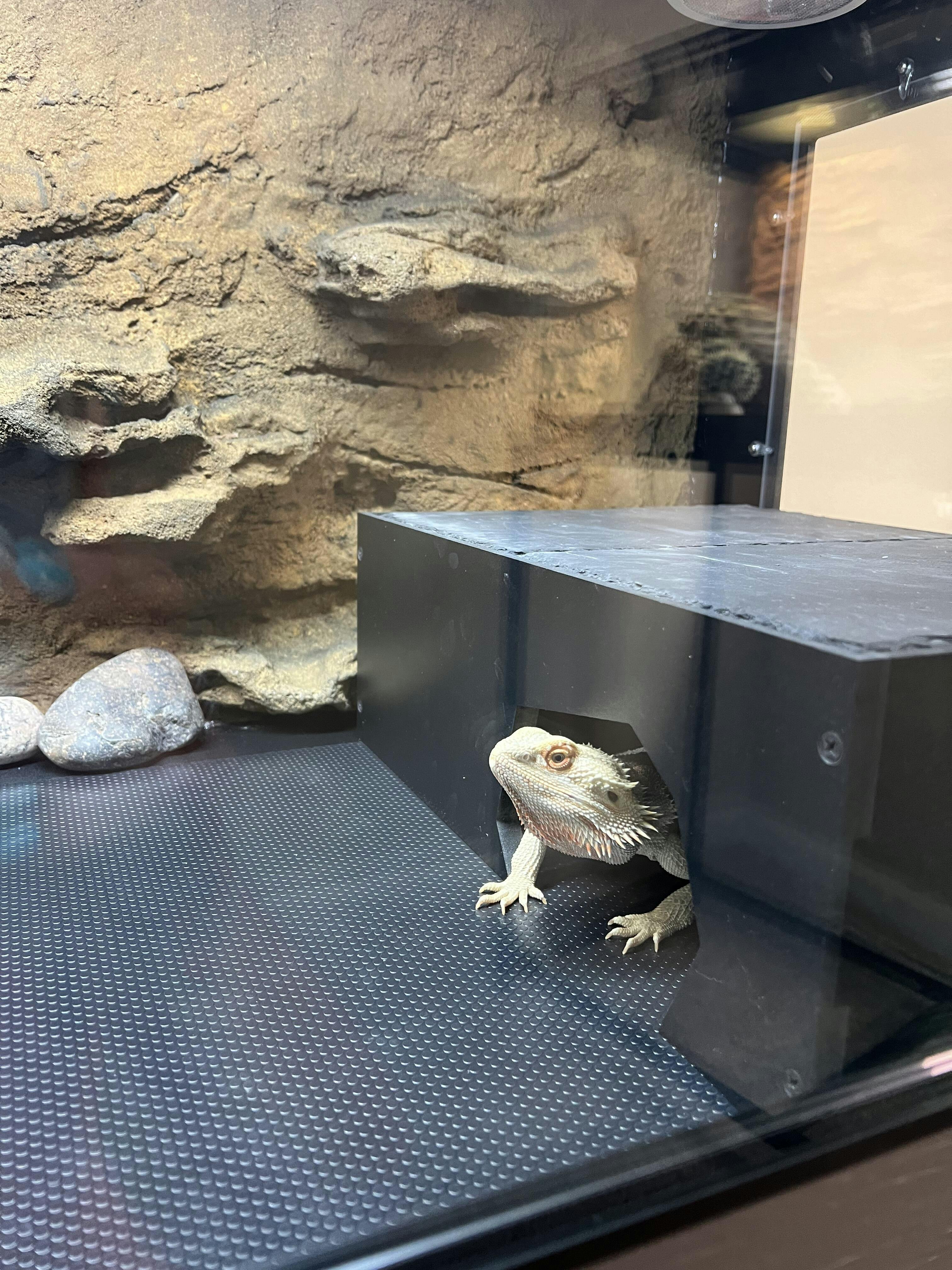 Quality Reptile Enclosures | Luxury Reptile Habitats by Toad Ranch