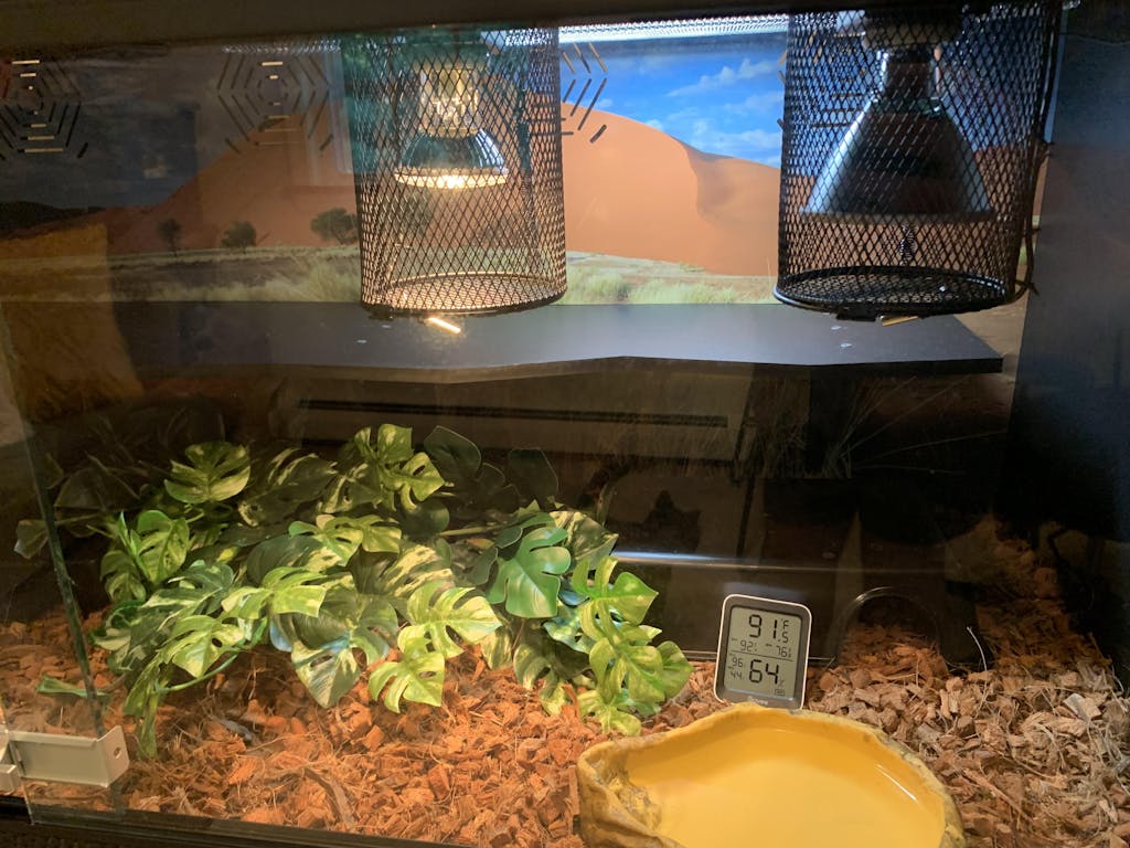 Quality Reptile Enclosures | Luxury Reptile Habitats by Toad Ranch