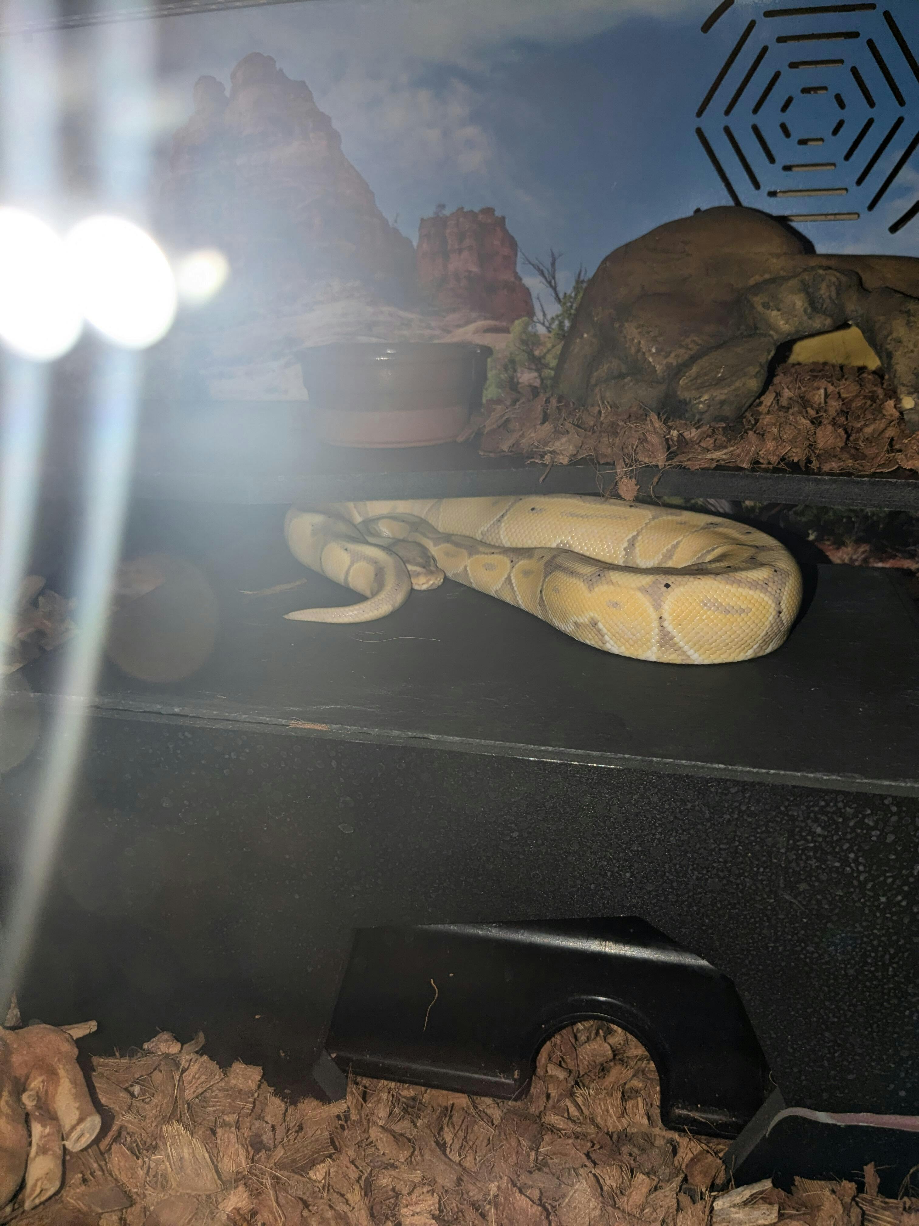 Quality Reptile Enclosures | Luxury Reptile Habitats by Toad Ranch