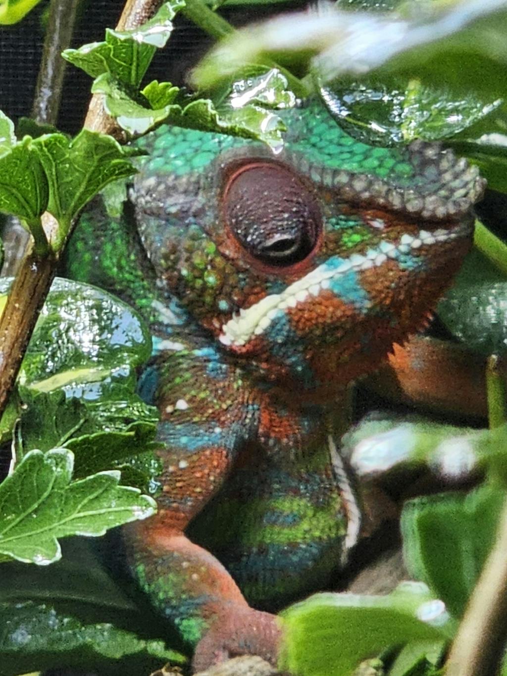 Quality Reptile Enclosures | Luxury Reptile Habitats by Toad Ranch