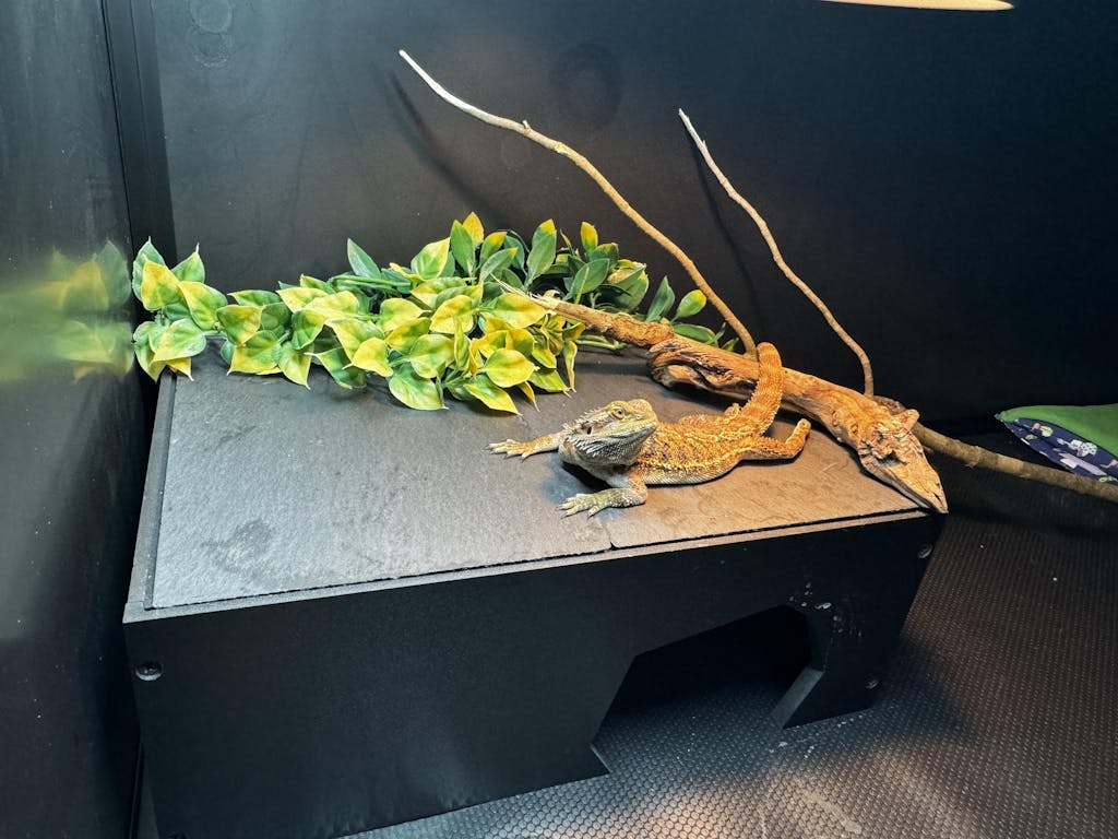 Quality Reptile Enclosures | Luxury Reptile Habitats by Toad Ranch