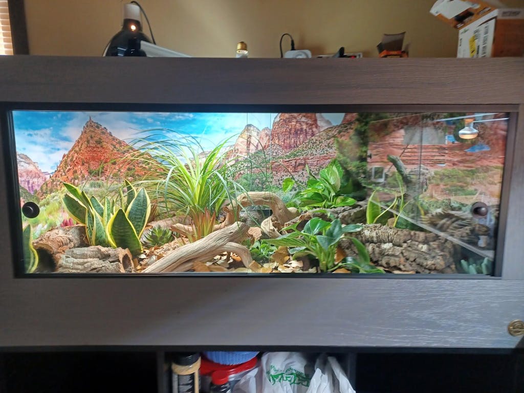 Quality Reptile Enclosures | Luxury Reptile Habitats by Toad Ranch