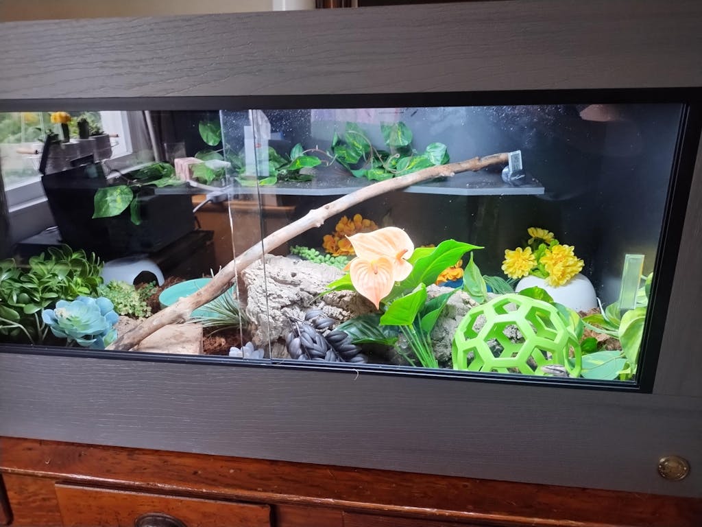 Quality Reptile Enclosures | Luxury Reptile Habitats by Toad Ranch