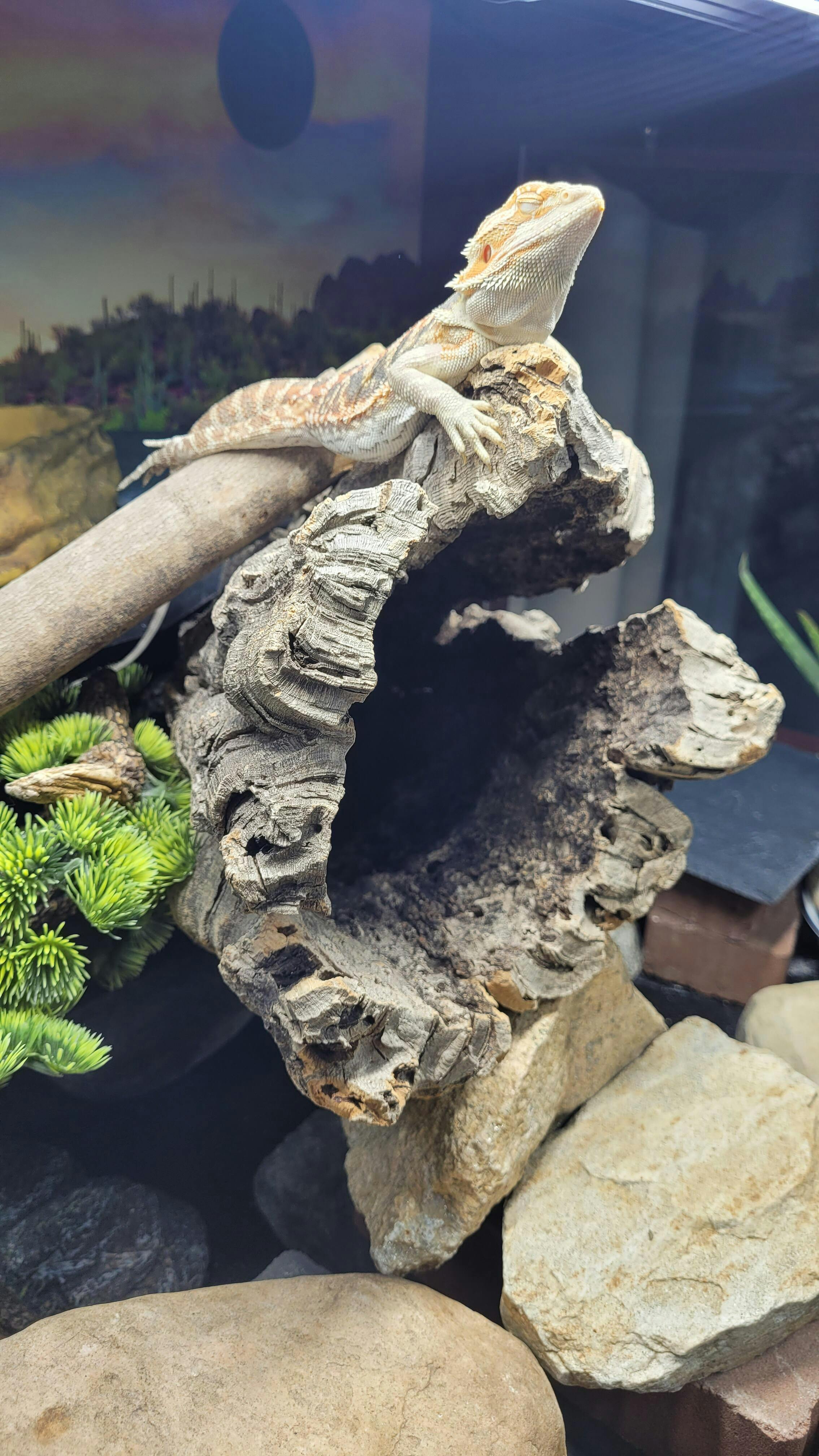 Quality Reptile Enclosures | Luxury Reptile Habitats by Toad Ranch