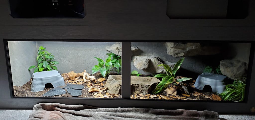 Quality Reptile Enclosures | Luxury Reptile Habitats by Toad Ranch