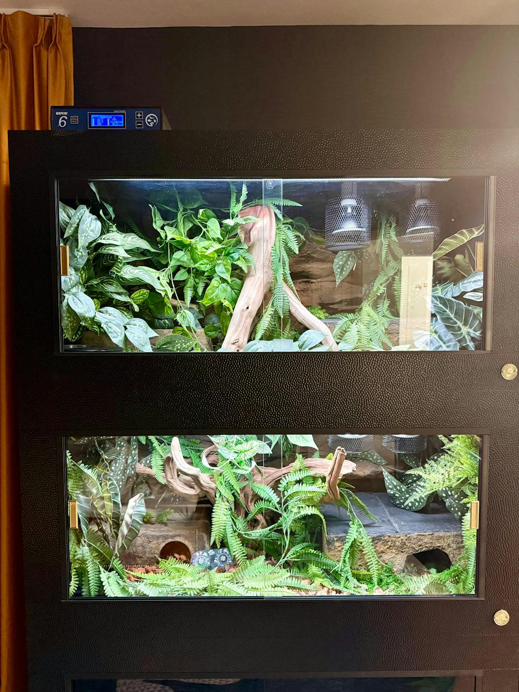 Collections – Toad Ranch