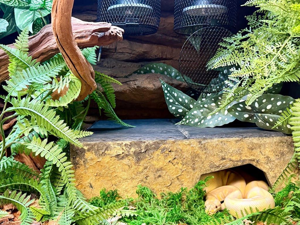 Collections – Toad Ranch