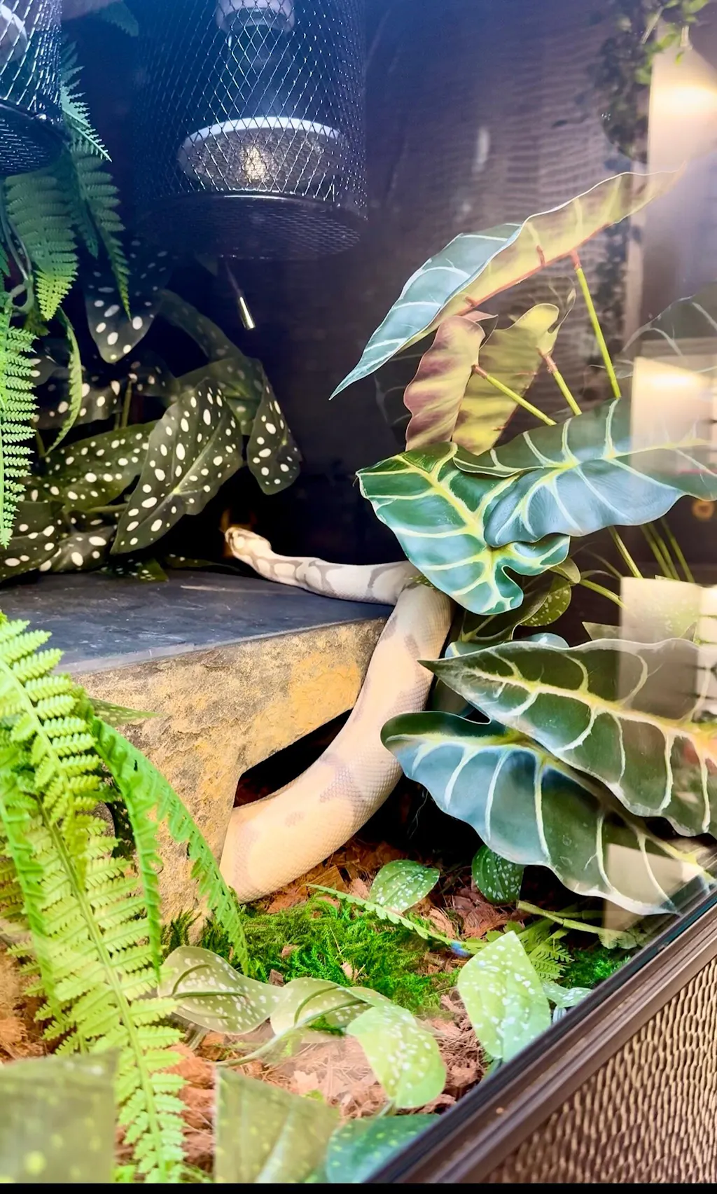 Quality Reptile Enclosures | Luxury Reptile Habitats by Toad Ranch