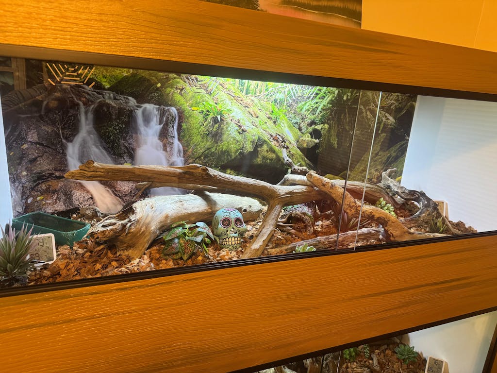 Quality Reptile Enclosures | Luxury Reptile Habitats by Toad Ranch