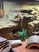 Bearded Dragon Enclosure for Sale- ToadRanchCages.com – Toad Ranch