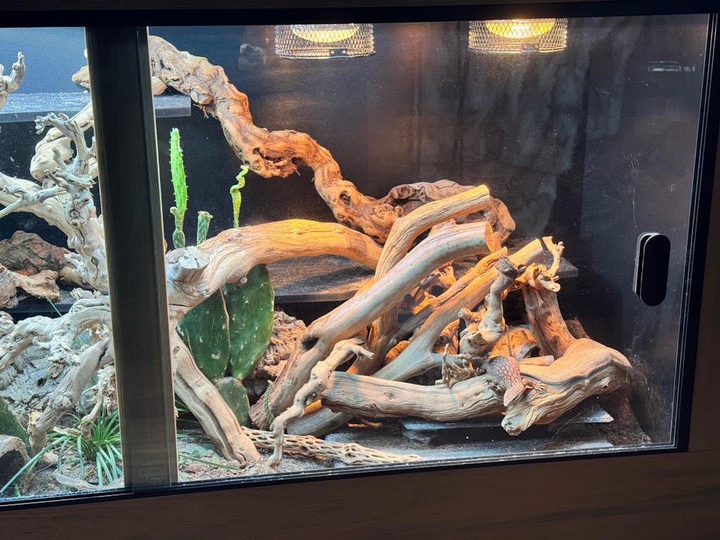 Collections – Toad Ranch